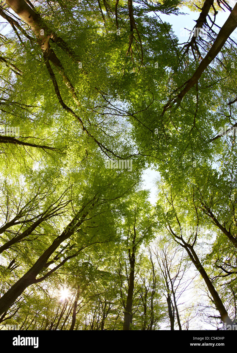 Forest Trees Surrey UK Stock Photo - Alamy