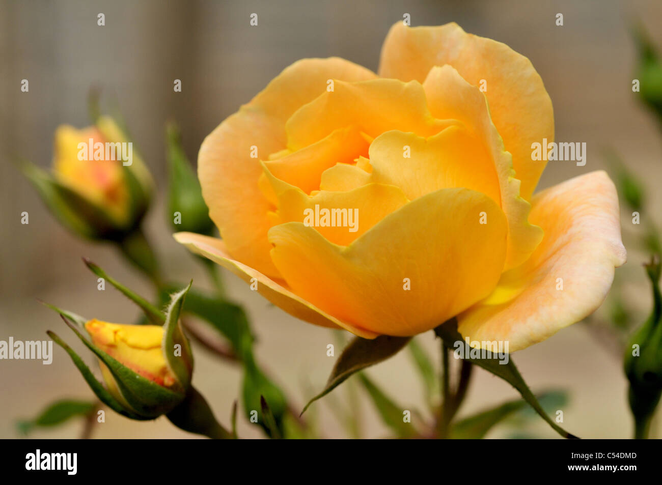 Flowering buds of Patio bush rose 'Apricot Dream' Stock Photo - Alamy