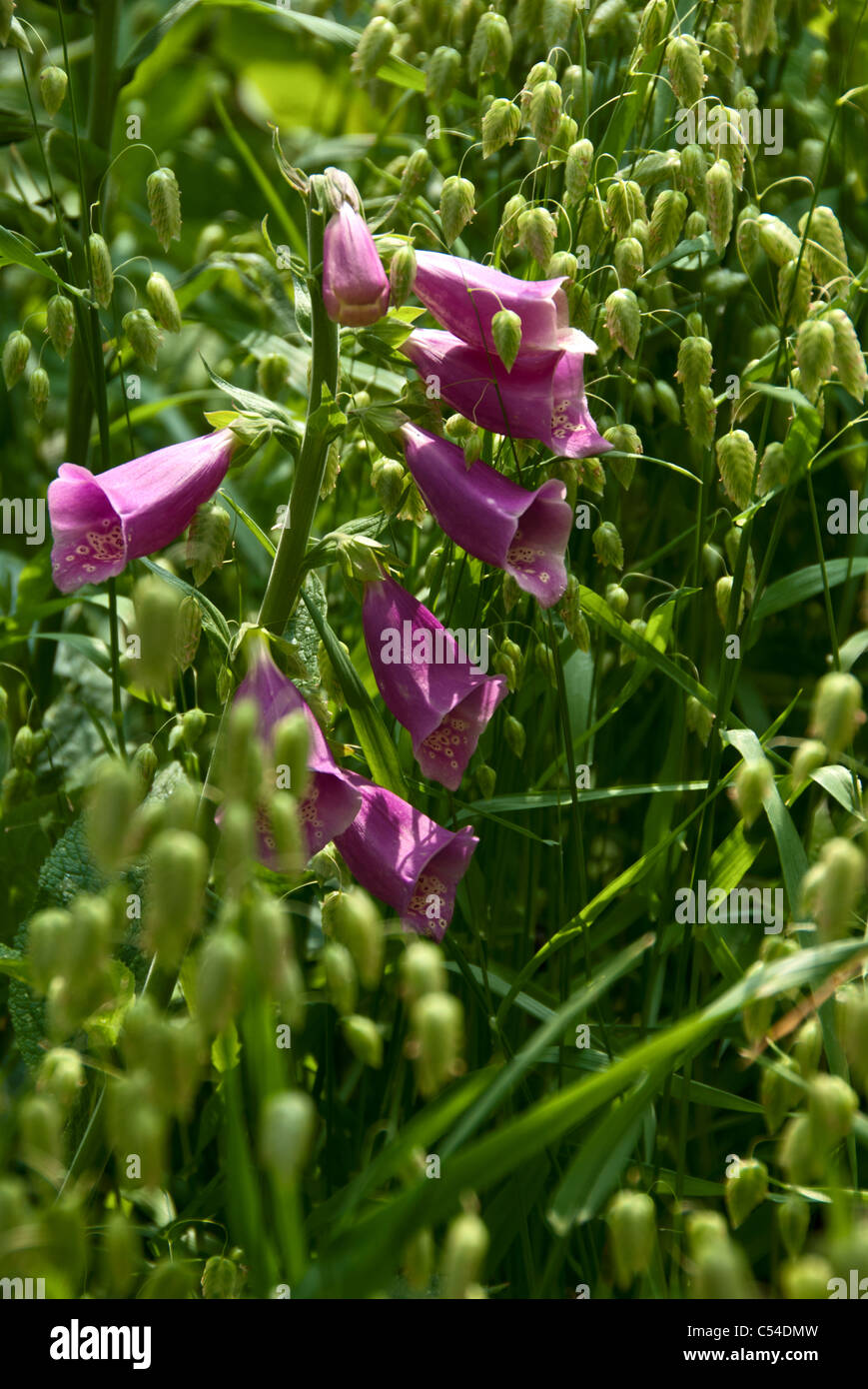 Wild foxglove hi-res stock photography and images - Alamy