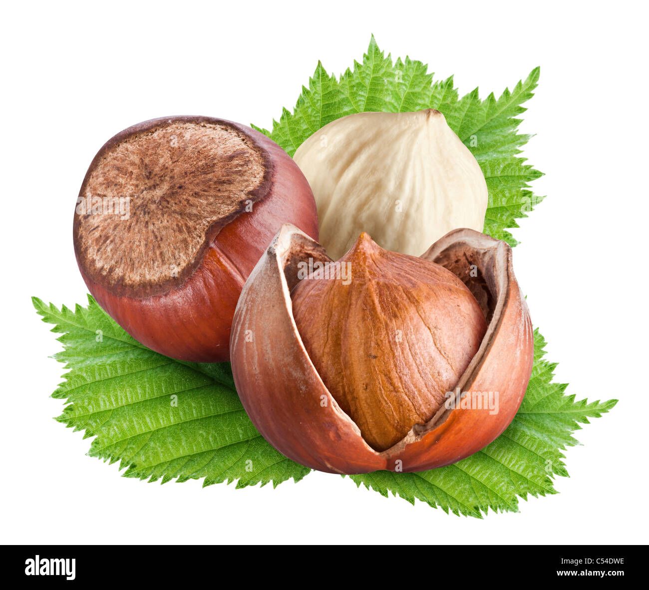 Group of filberts with leaves. Image contains a path to cut Stock Photo ...