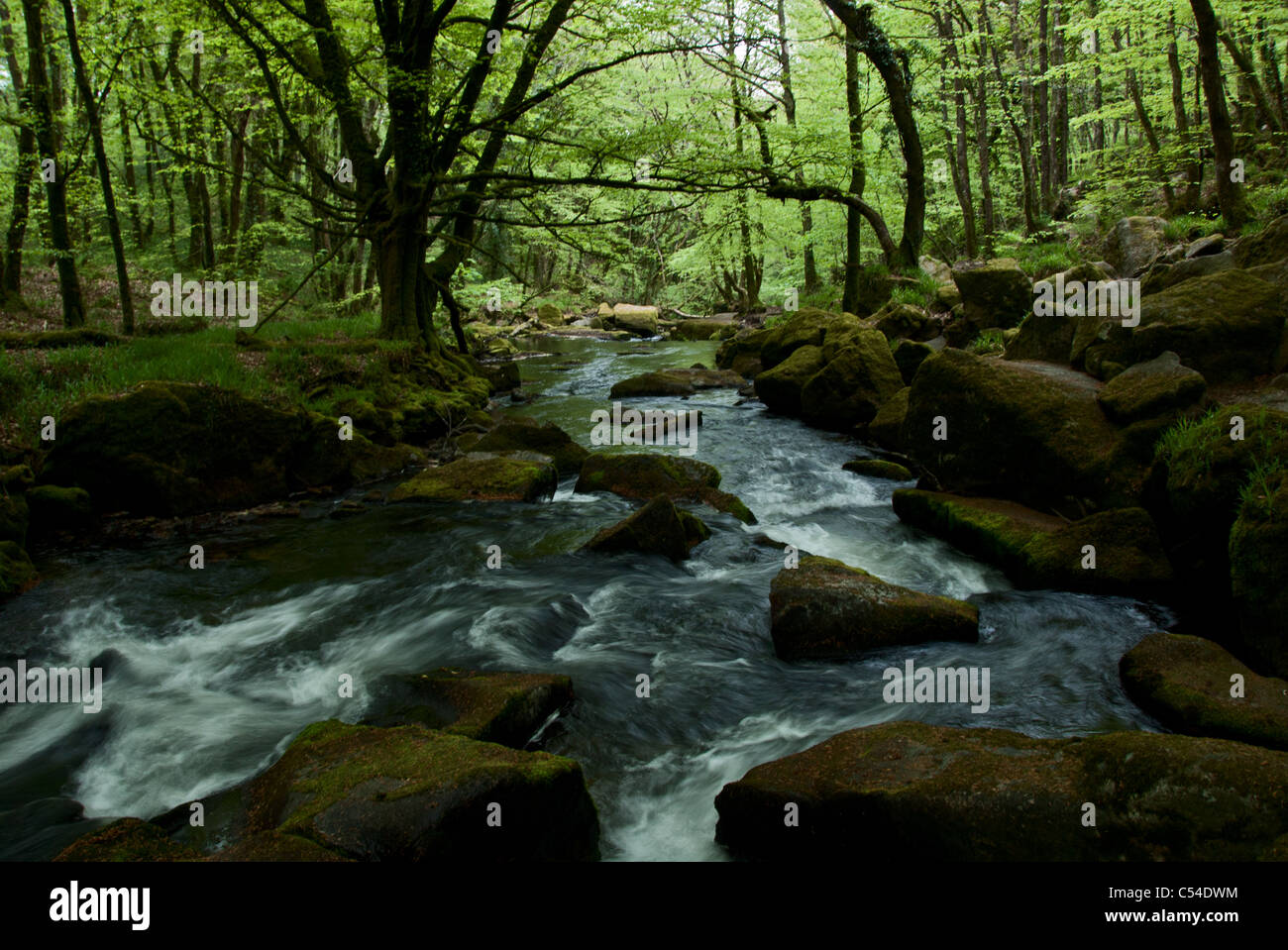 view downstream of river Fowey with moss covered boulders and woodland ...