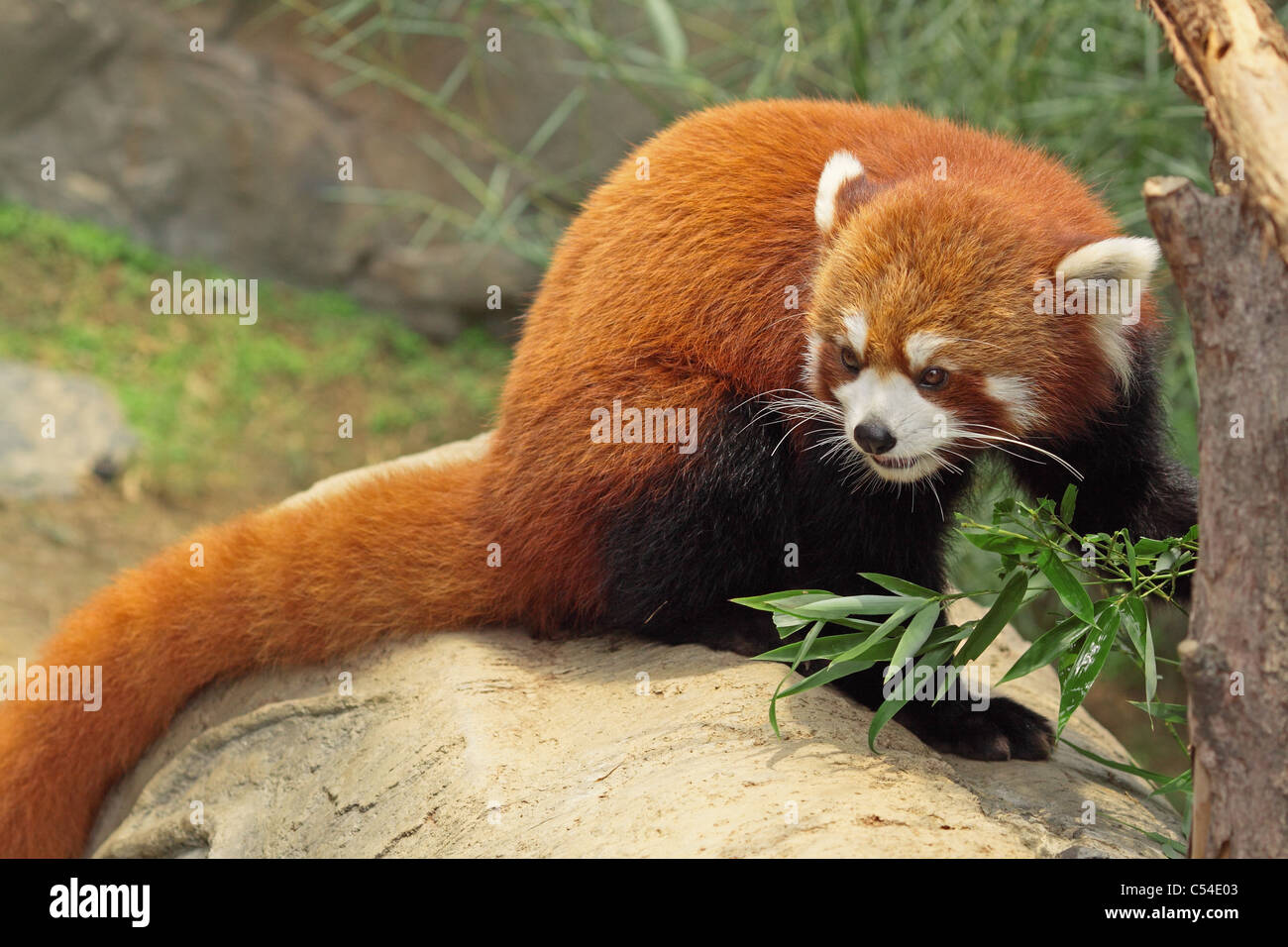 Fire fox hi-res stock photography and images - Alamy