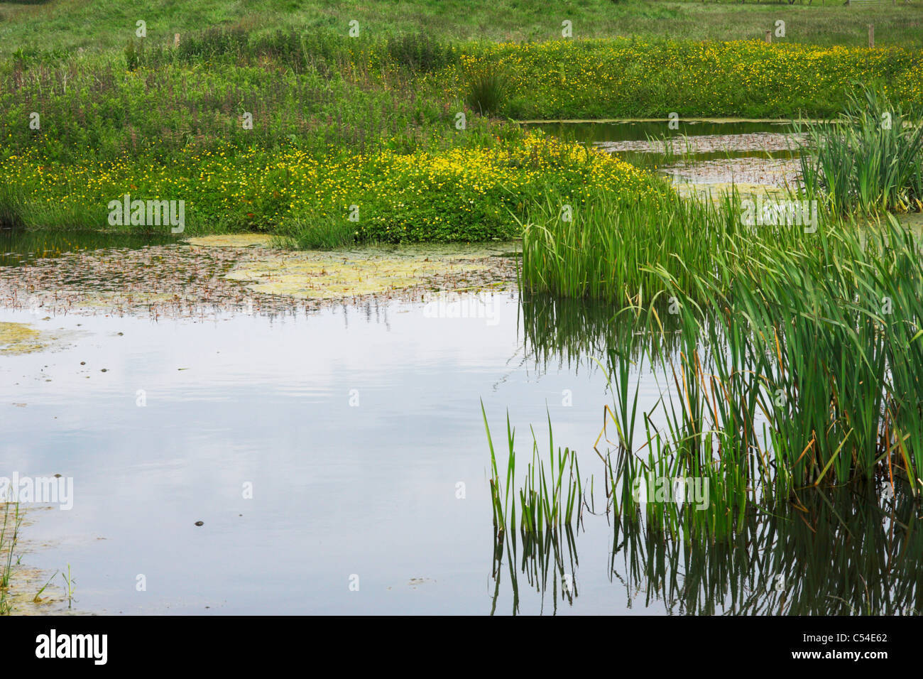 Marshy pond hi-res stock photography and images - Alamy