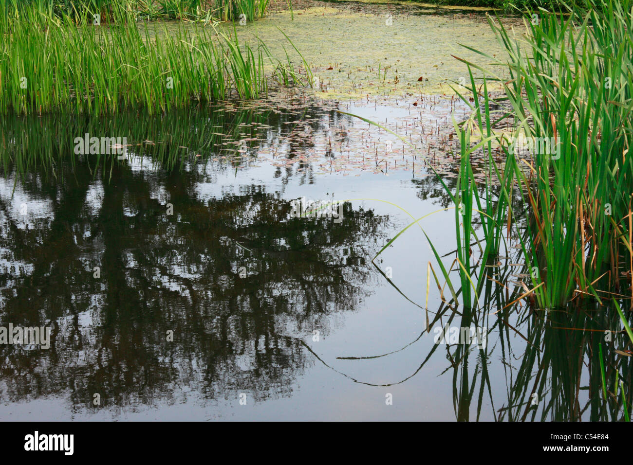 Wildlife pond ponds hi-res stock photography and images - Alamy