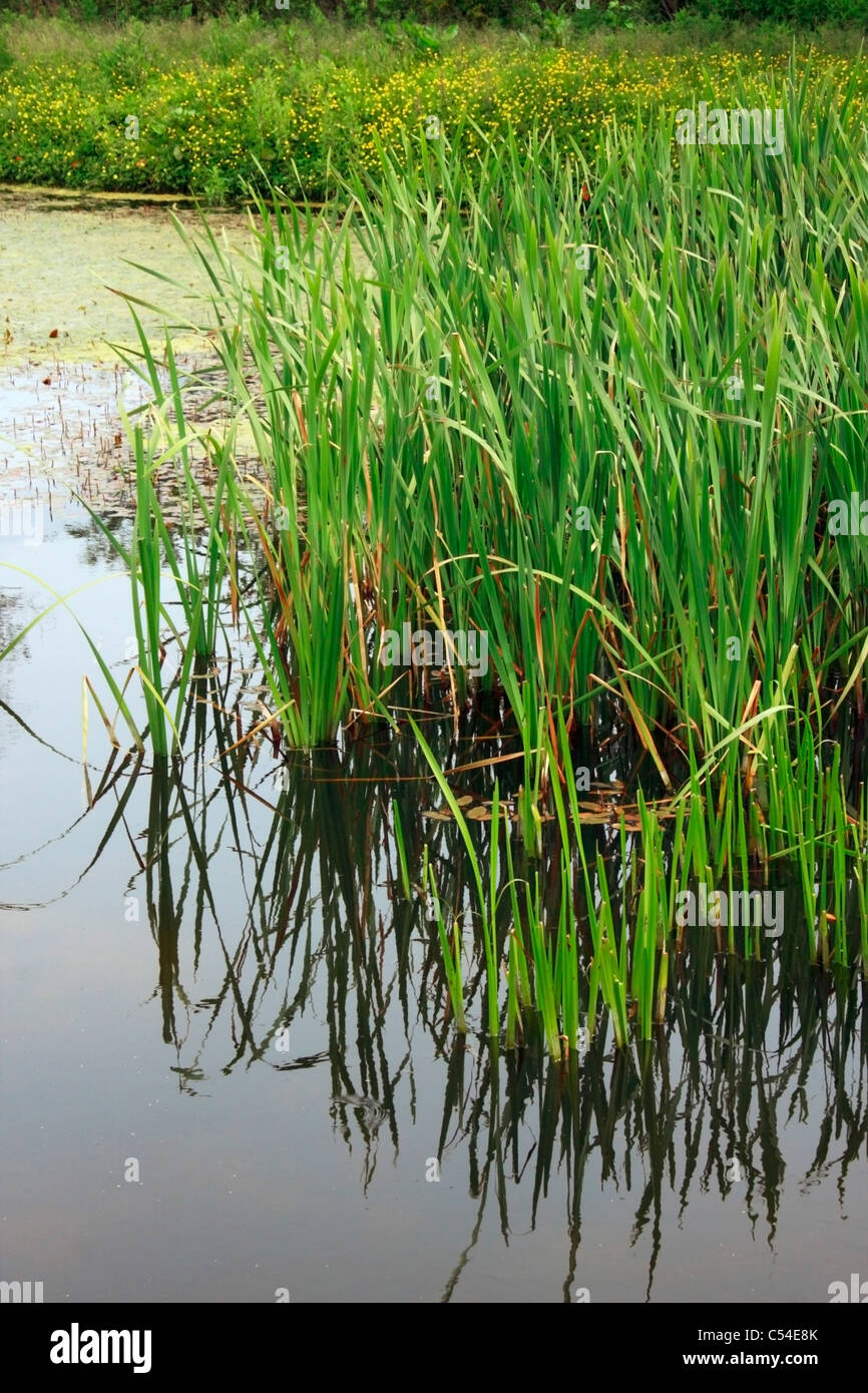 Countryside pond on farm Stock Photo - Alamy