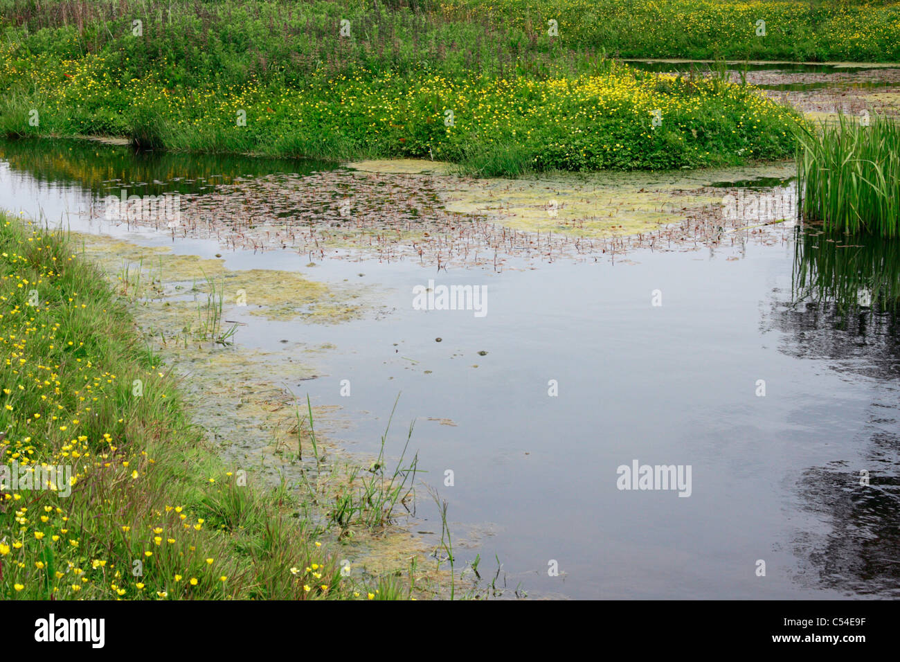 Marshy pond hi-res stock photography and images - Alamy