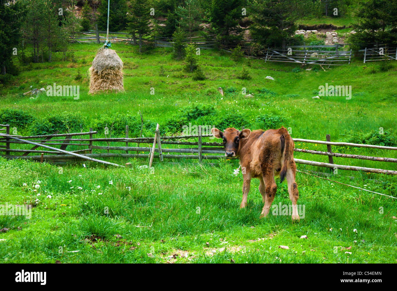 Blue calf mountain hi-res stock photography and images - Alamy