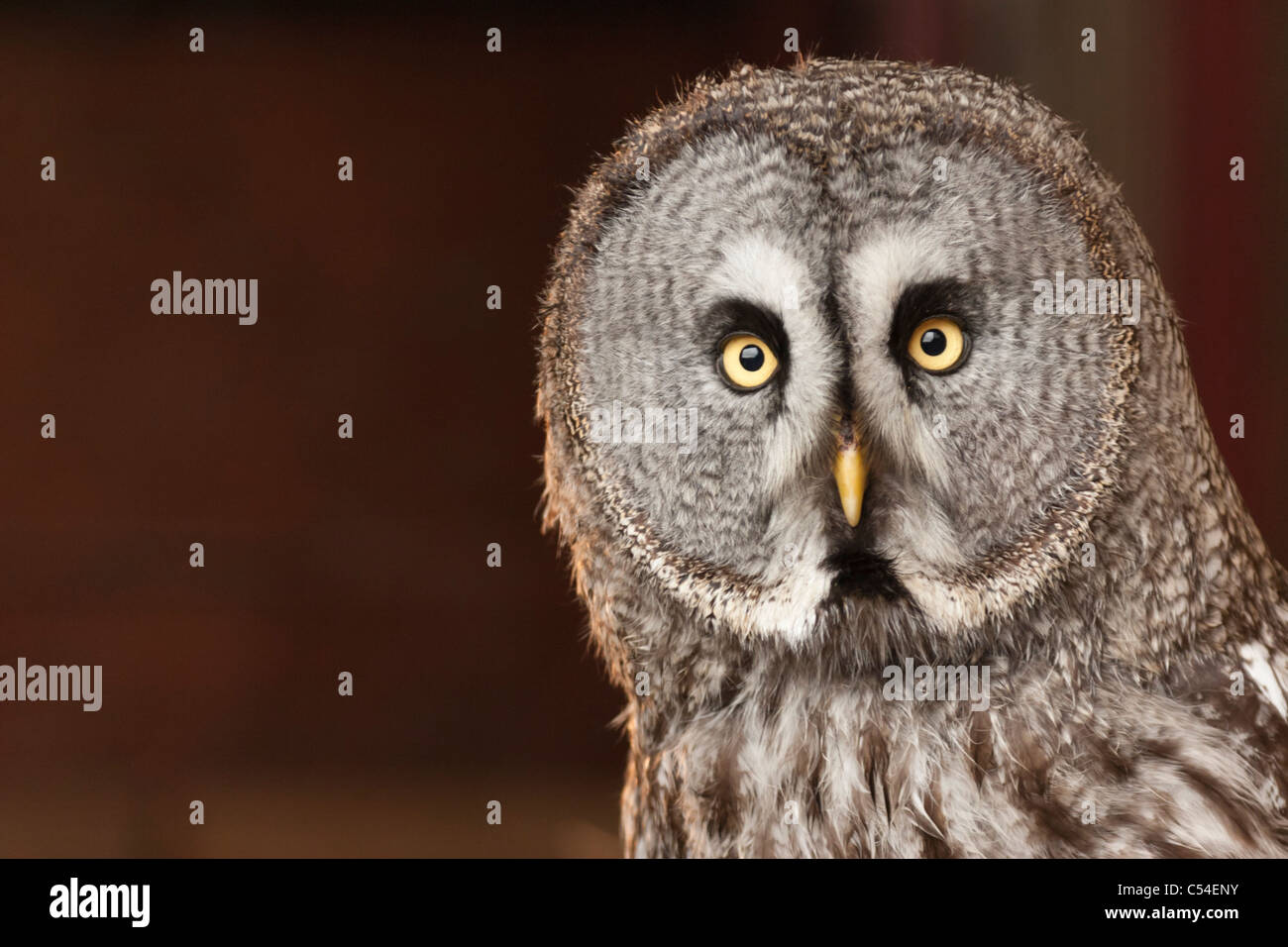 Great Grey Gray Owl in a Barn Stock Photo - Alamy