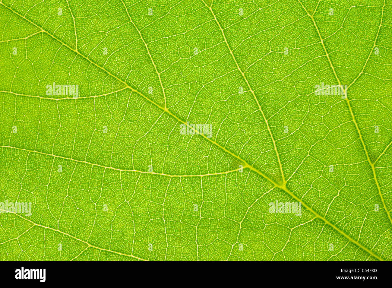 Green linden leaf isolated over white Stock Photo - Alamy