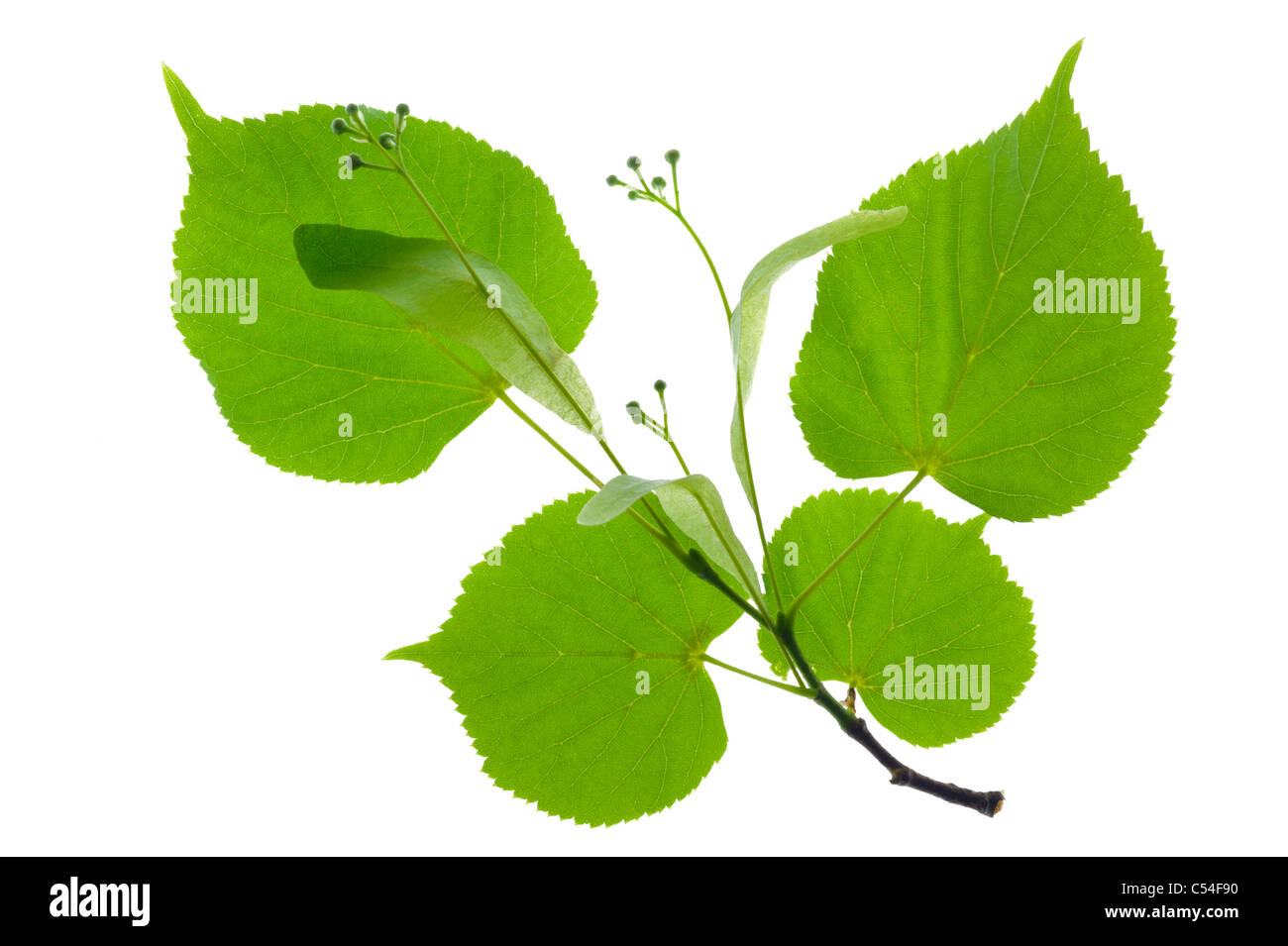 Green linden leaf isolated over white Stock Photo - Alamy