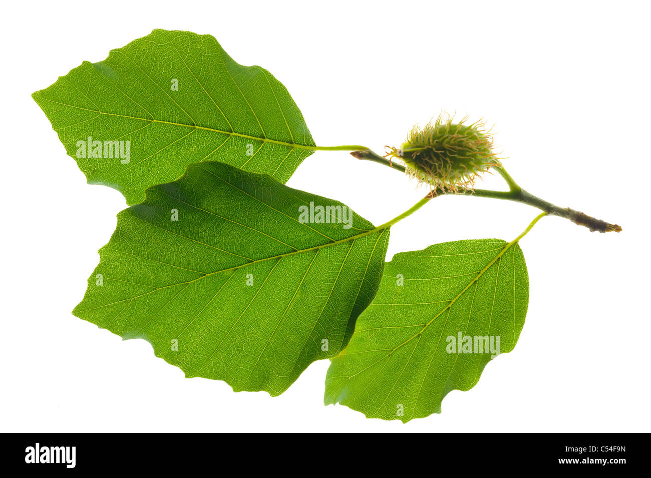 Leaf green deciduous tree Cut Out Stock Images & Pictures - Alamy