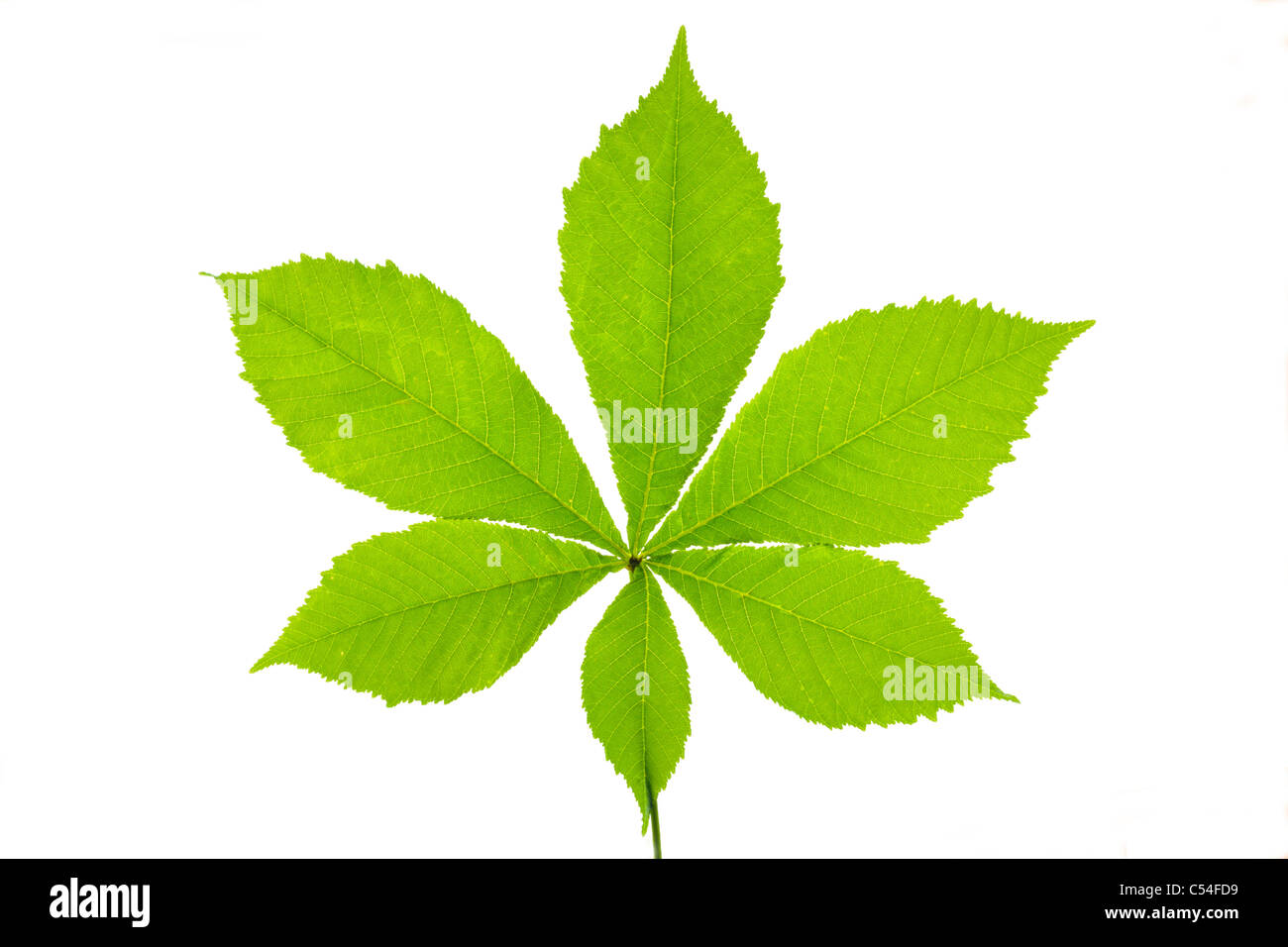 Chestnut leaf hi-res stock photography and images - Alamy