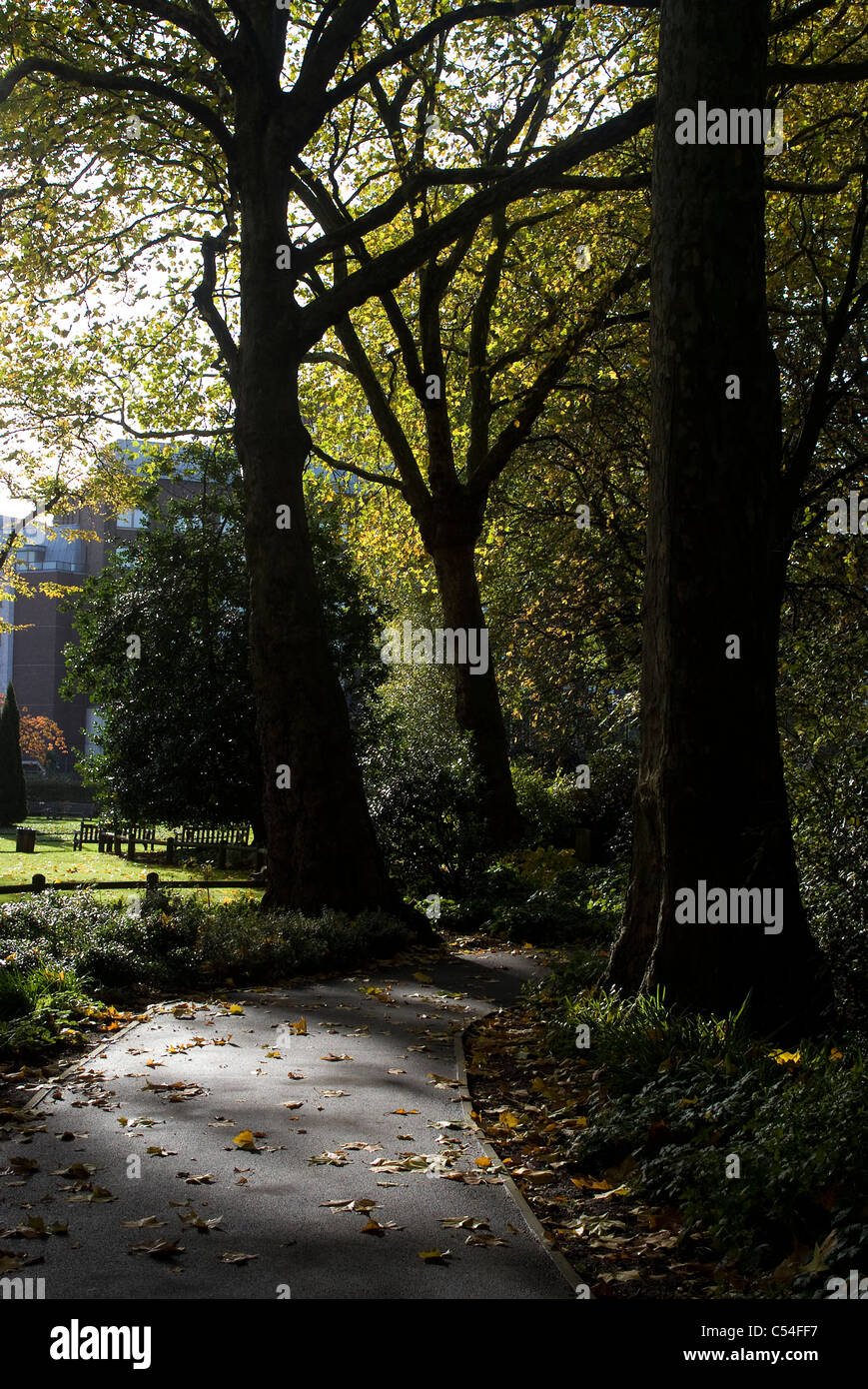 Path through park in autumn, London, England Stock Photo - Alamy
