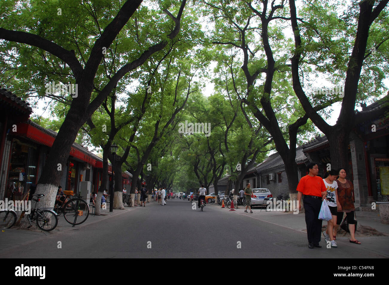 A family walk in a quiet Hutong street under a canopy of ornate trees ...