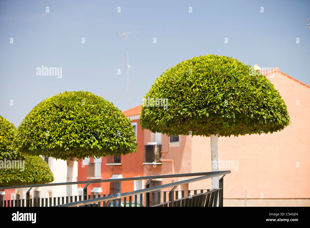Dome shaped tree hi-res stock photography and images - Alamy