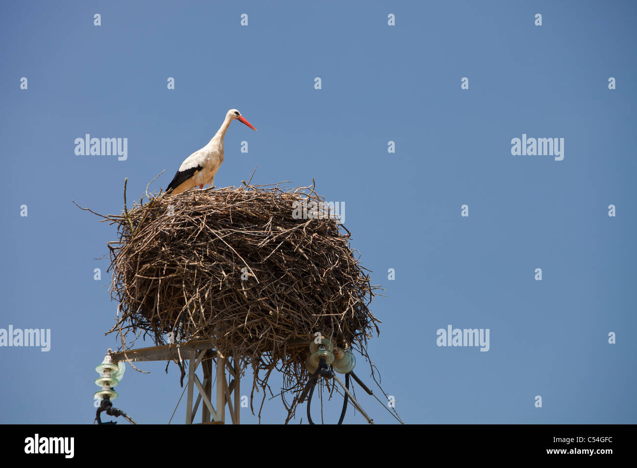 A White Stork nesting in the Coto Donana, Spain Stock Photo - Alamy