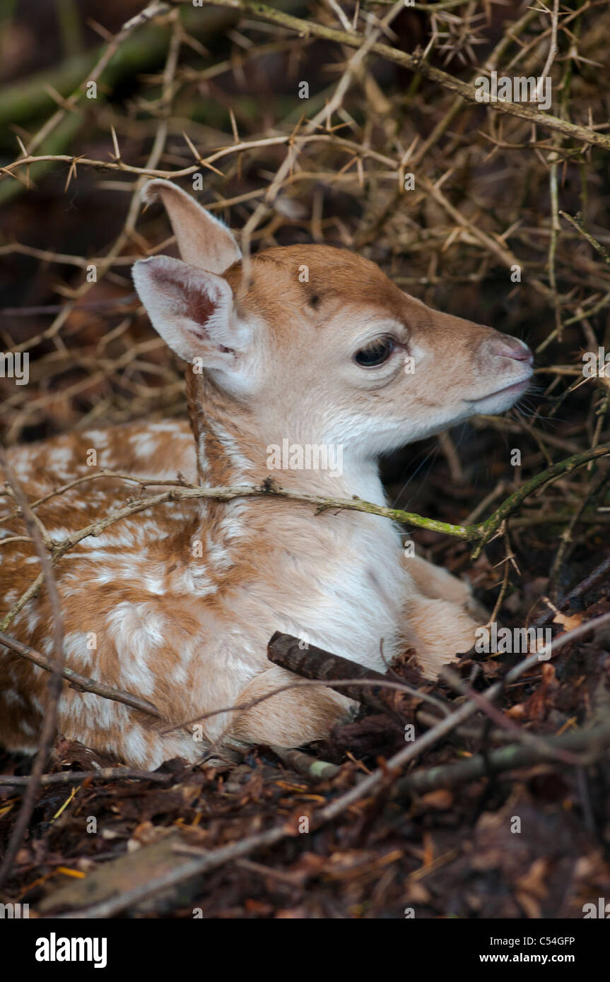 A young fallow deer feeds from its mother at the Deen Castle Country ...
