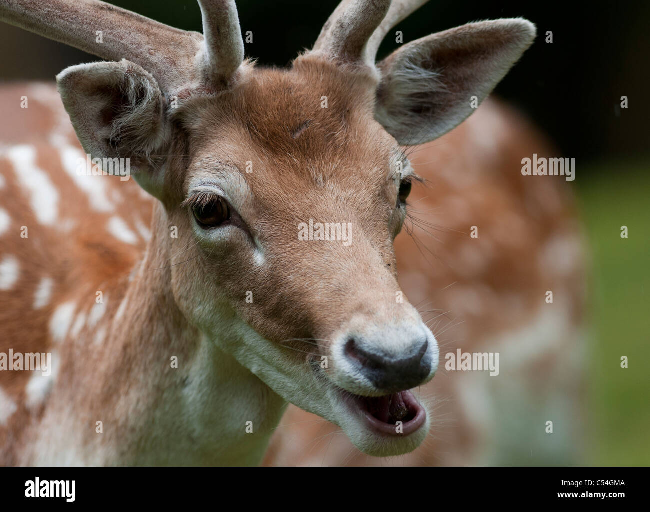 A young fallow deer feeds from its mother at the Deen Castle Country ...