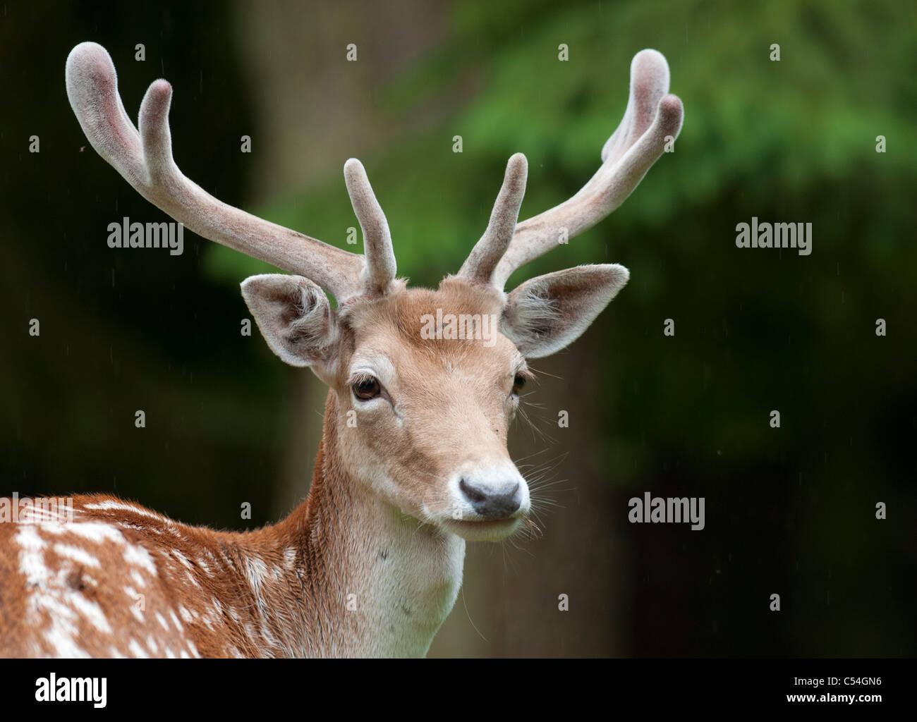 A young fallow deer feeds from its mother at the Deen Castle Country ...