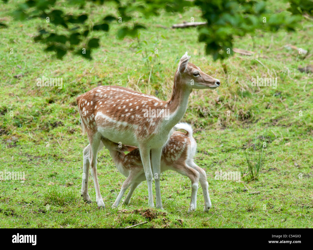 A young fallow deer feeds from its mother at the Deen Castle Country ...