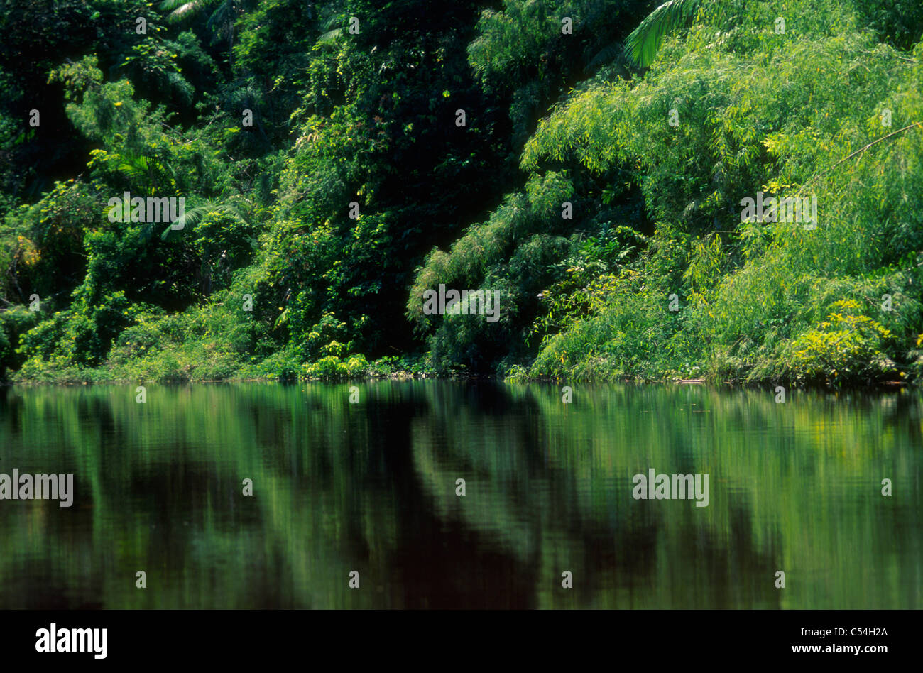 Dense vegetation at the margin of Jari river, Amapá State, Amazon rain ...