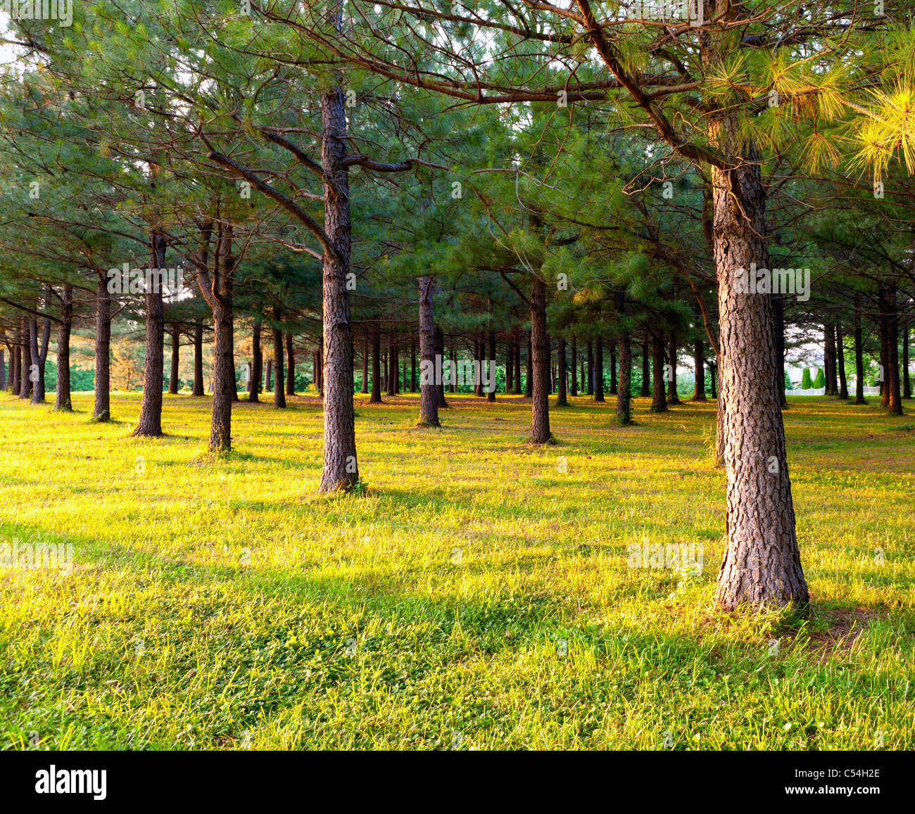 Planted forest hi-res stock photography and images - Alamy