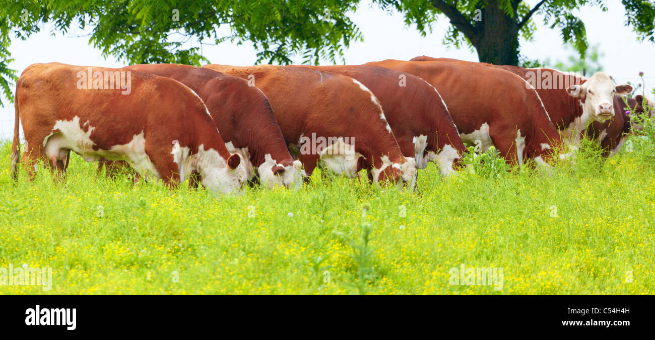 Grazing cattle pasture yellow flowers hi-res stock photography and ...