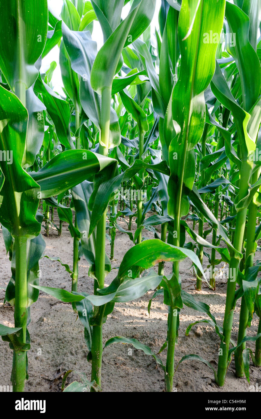 Corn field young plants hi-res stock photography and images - Alamy