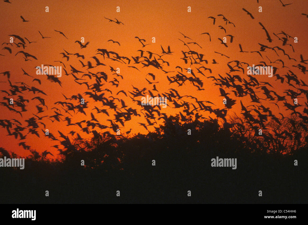 Fauna, animals. Group of birds flying in the sunset, Pantanal ...
