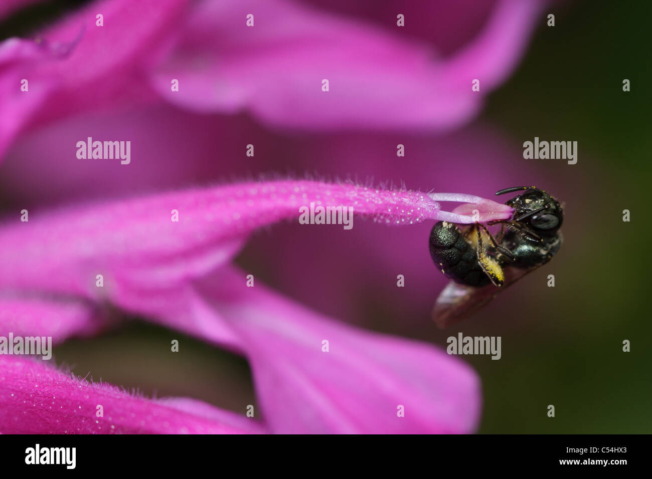 A small carpenter bee (Certaina sp.), carrying pollen, perches on the ...