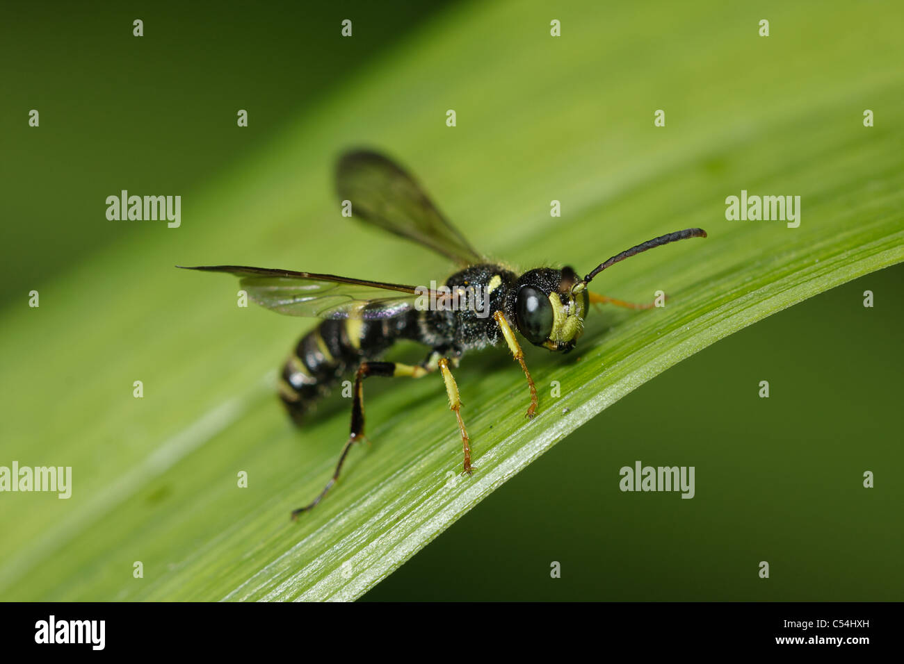 Cerceris hi-res stock photography and images - Alamy