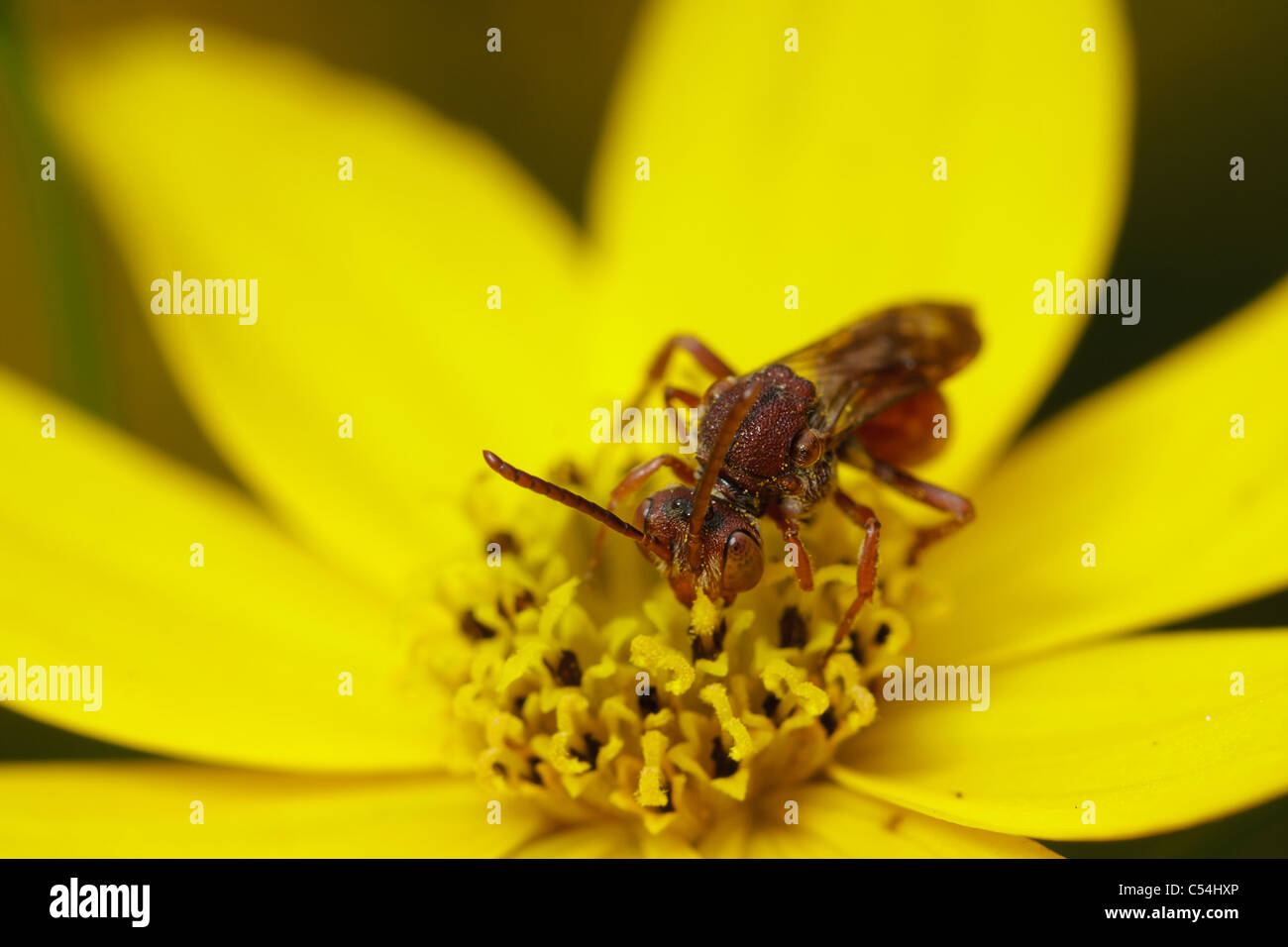 A blood-red cuckoo bee (Nomada sp.) drinking nectar from a yellow ...