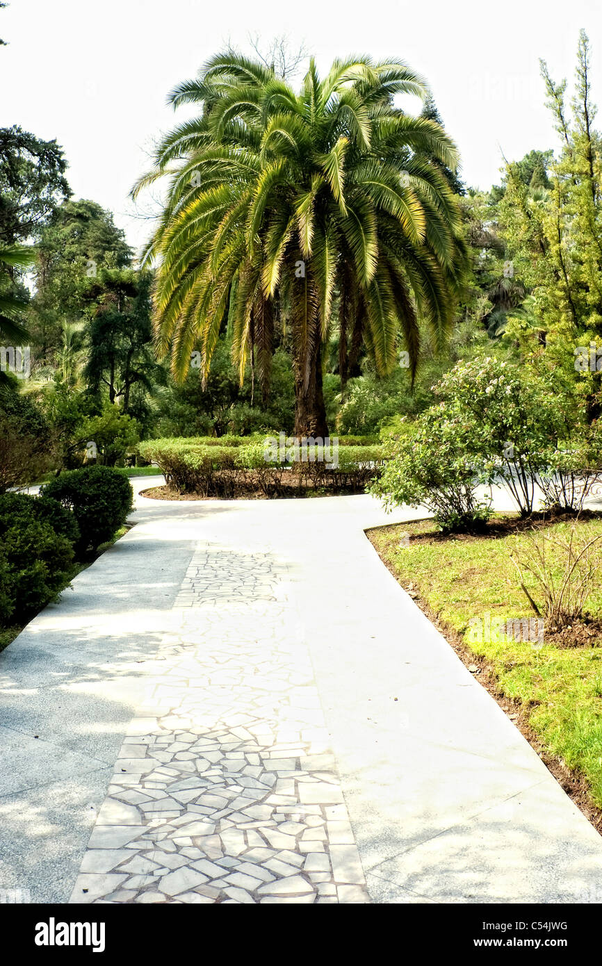 Palm tree in arboretum in Sochi, Russia Stock Photo - Alamy