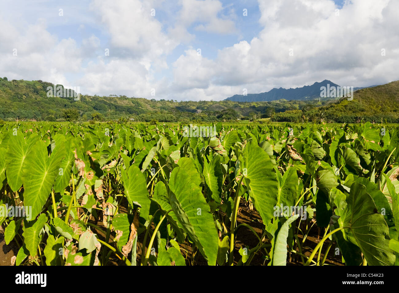 Taro Fields in Hanalei Valley Kauai, Hawaii Stock Photo - Alamy