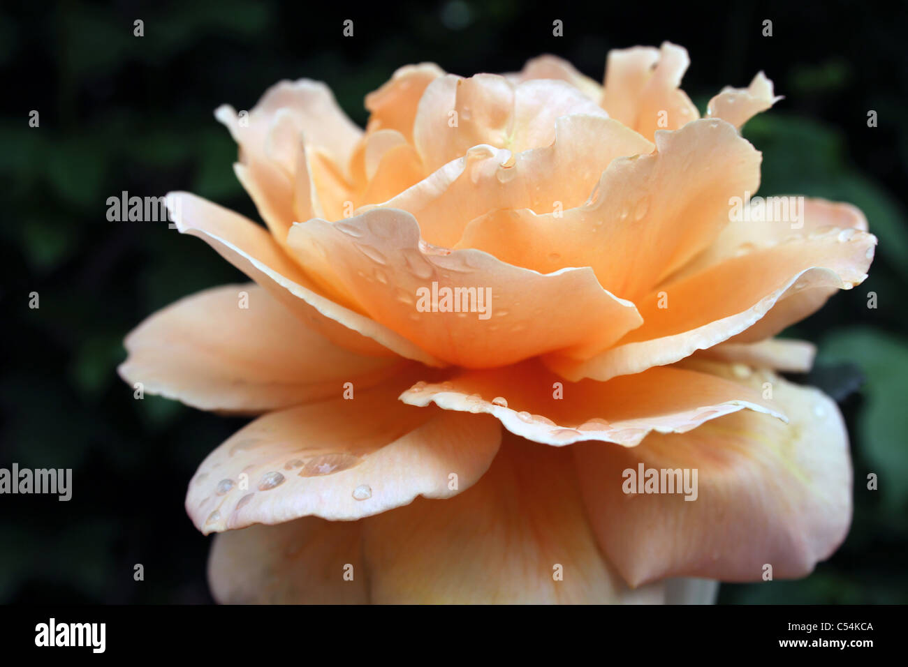 Frilly peach coloured rose hi-res stock photography and images - Alamy