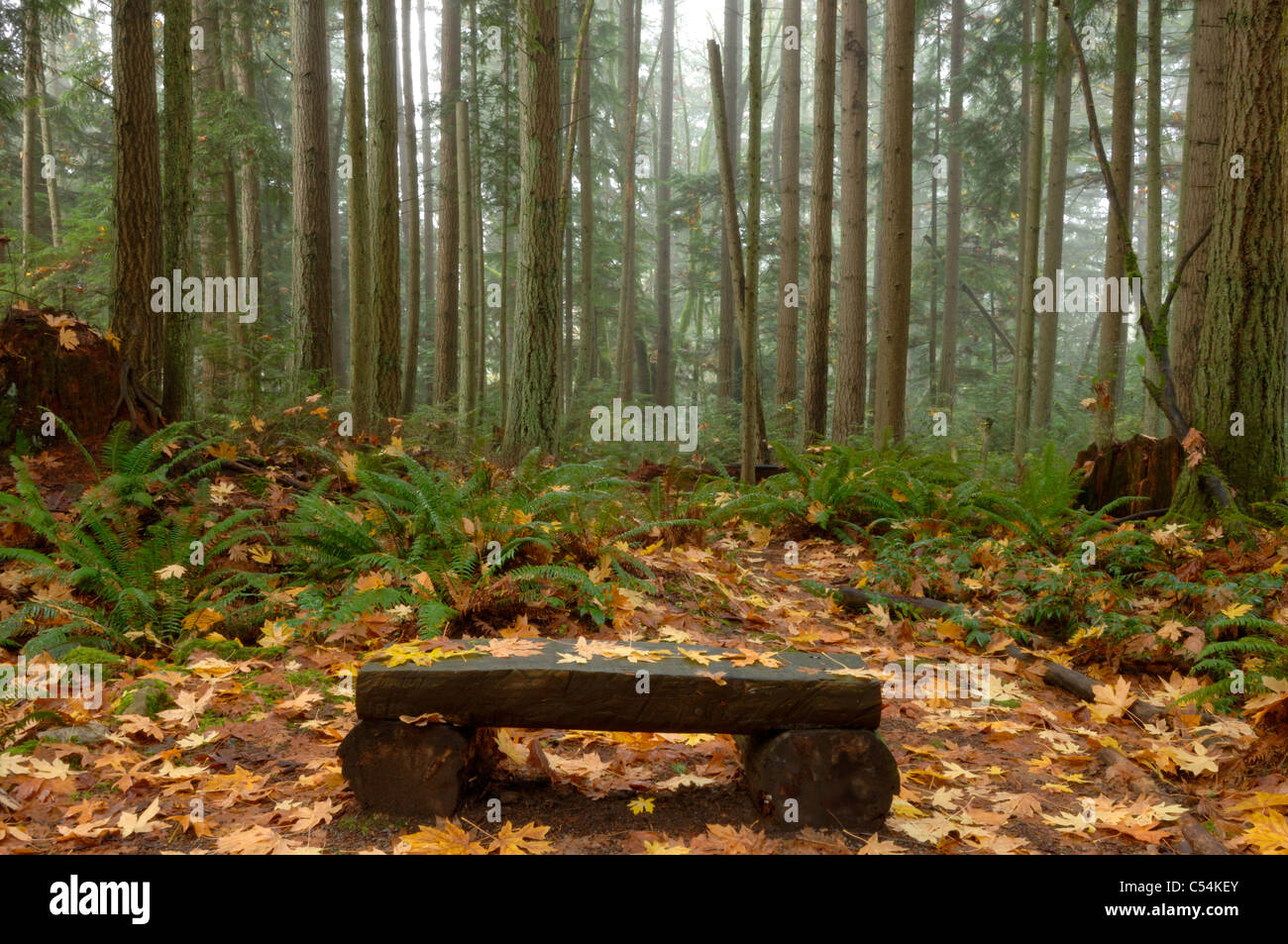 Resting bench along trail in the Redmond Watershed, Seattle Metro Area ...