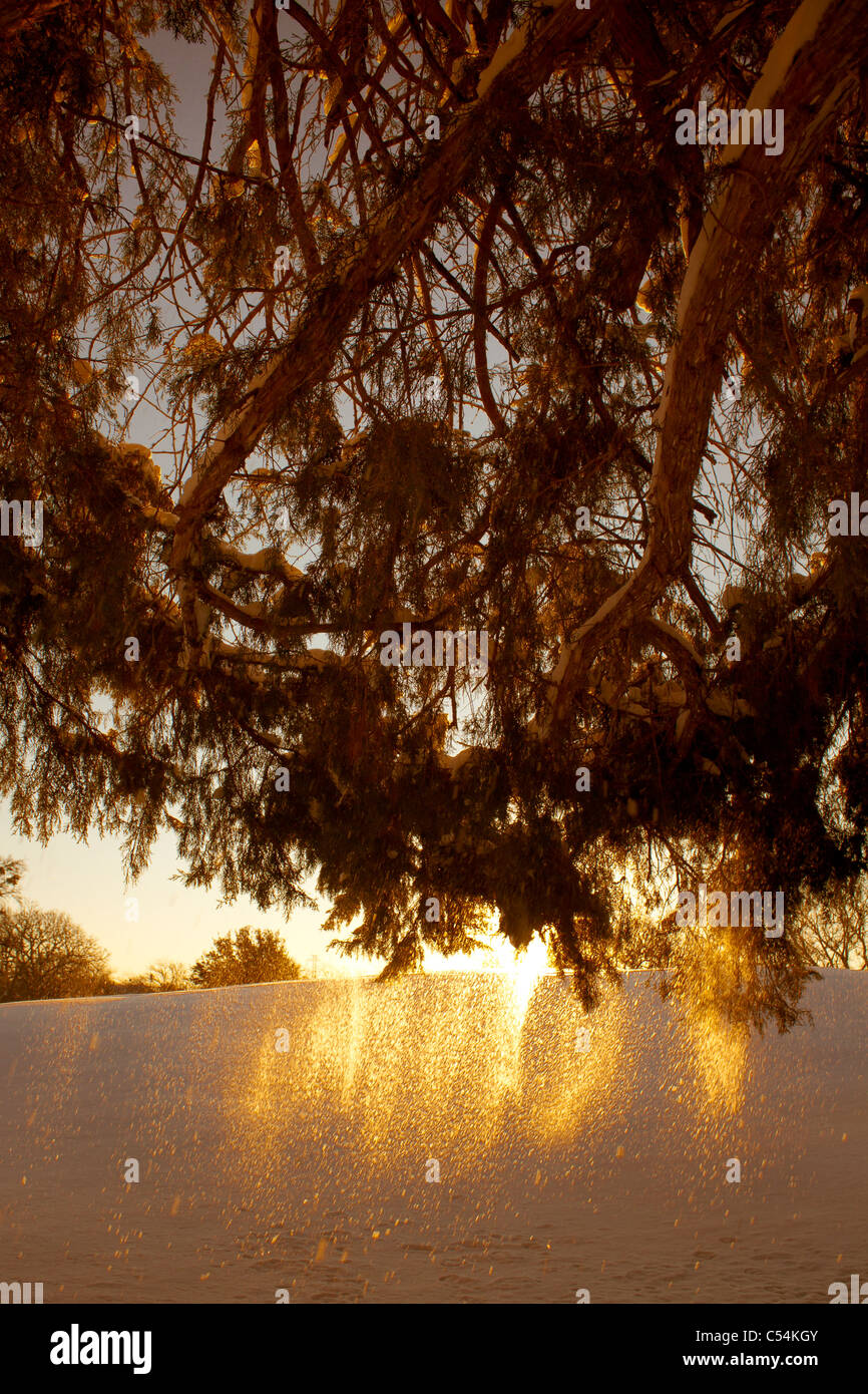 The first rays of light shine through snowflakes falling from a tree on ...