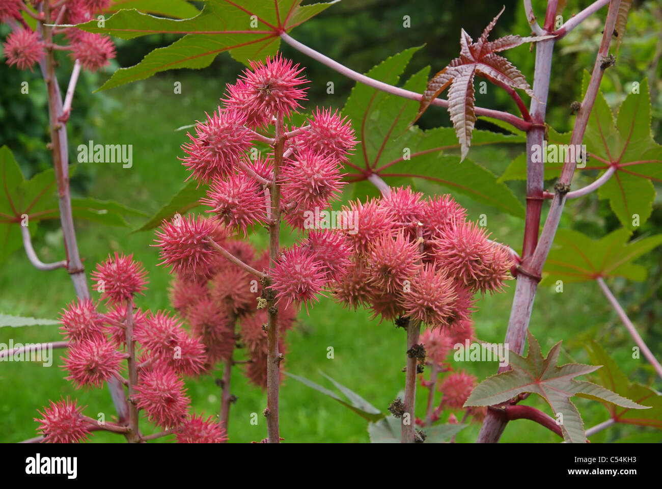 Wunderbaum - castor oil plant 08 Stock Photo - Alamy