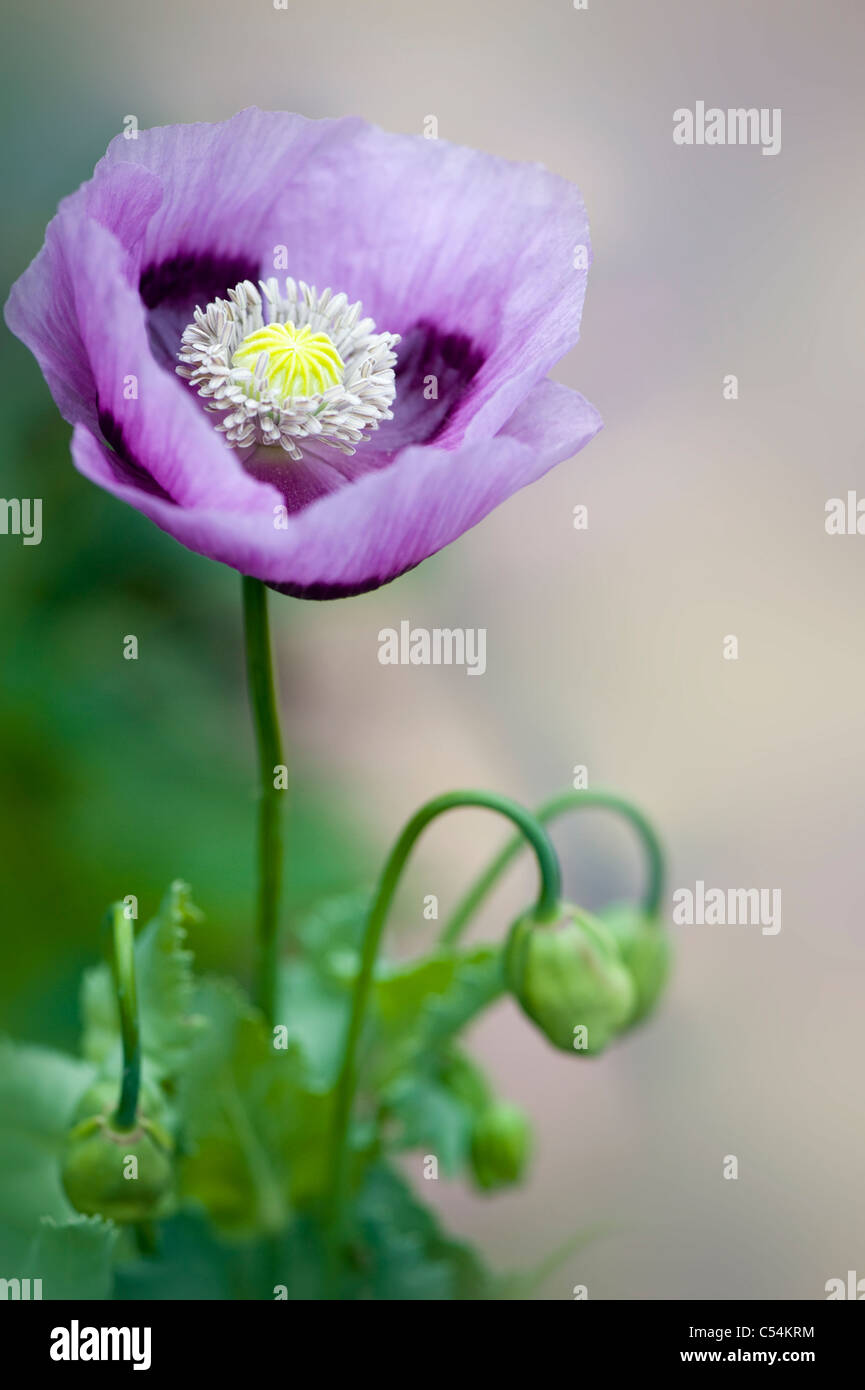 Annual poppy hi-res stock photography and images - Alamy