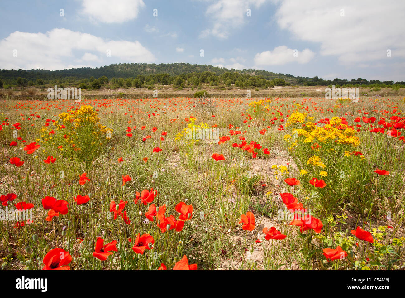 Poppy's and other wild flowers growing in a field in Andalucia, Spain ...