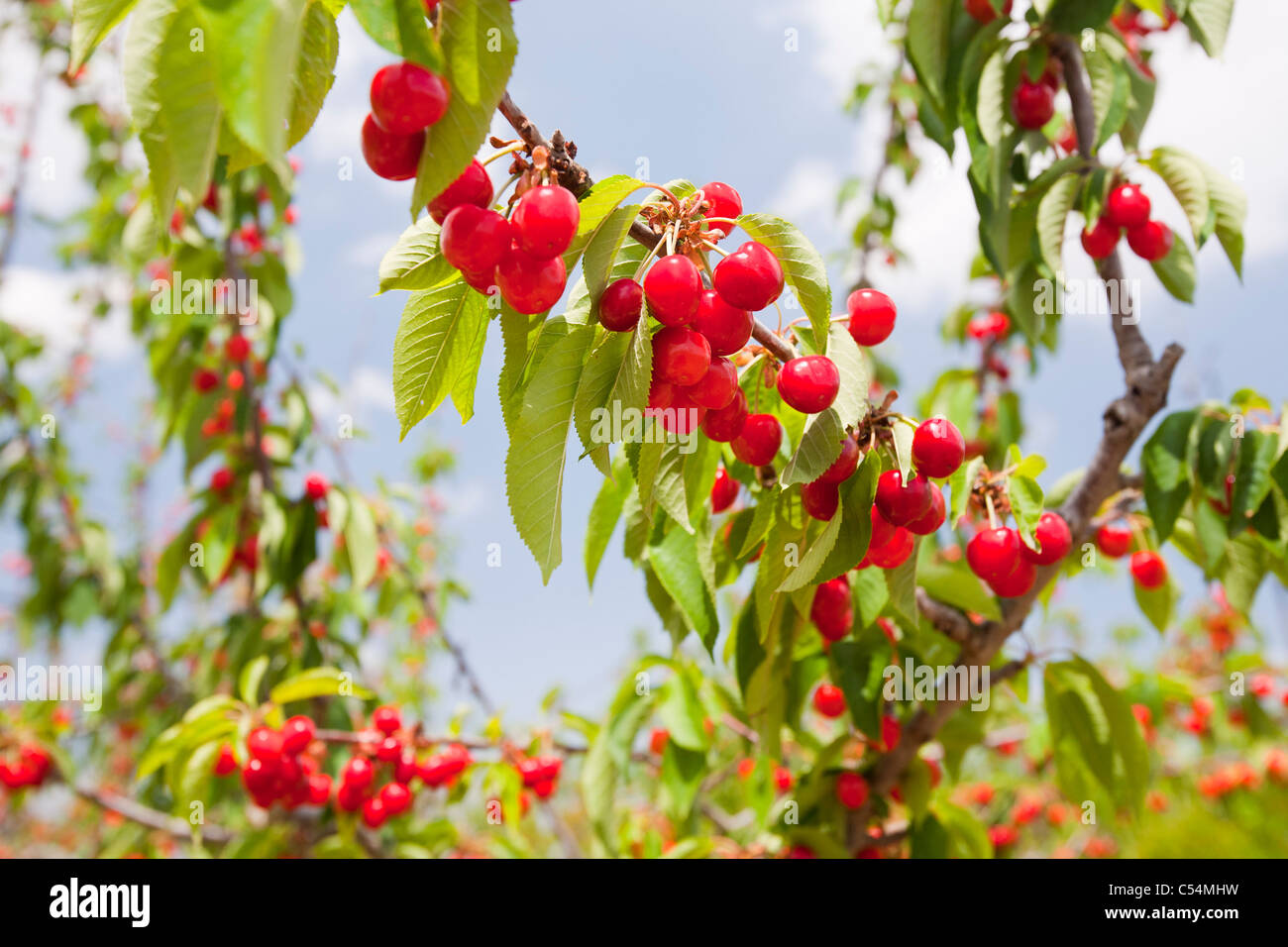 Villena spain hi-res stock photography and images - Alamy