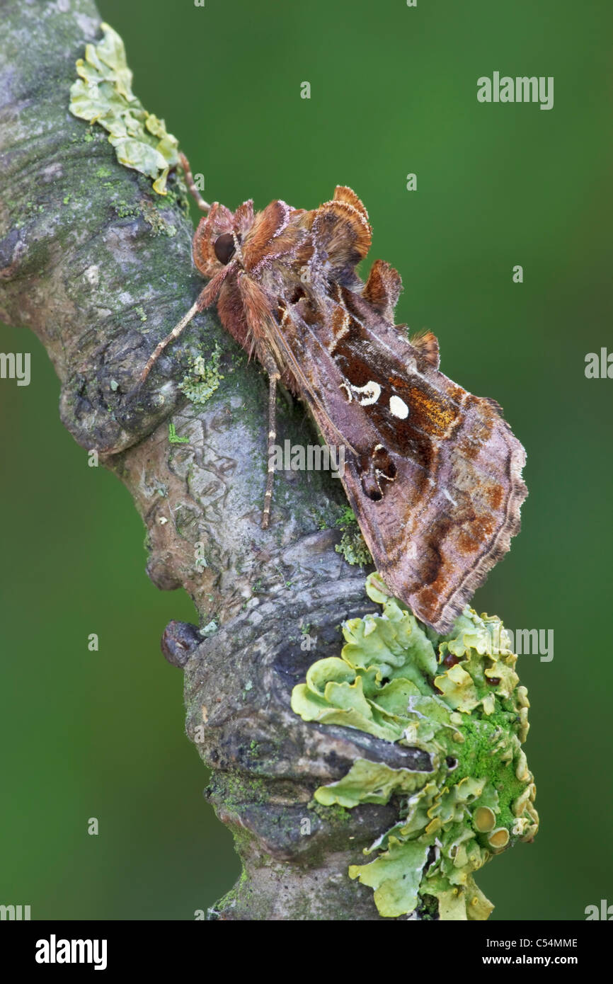 Beautiful golden y moth hi-res stock photography and images - Alamy