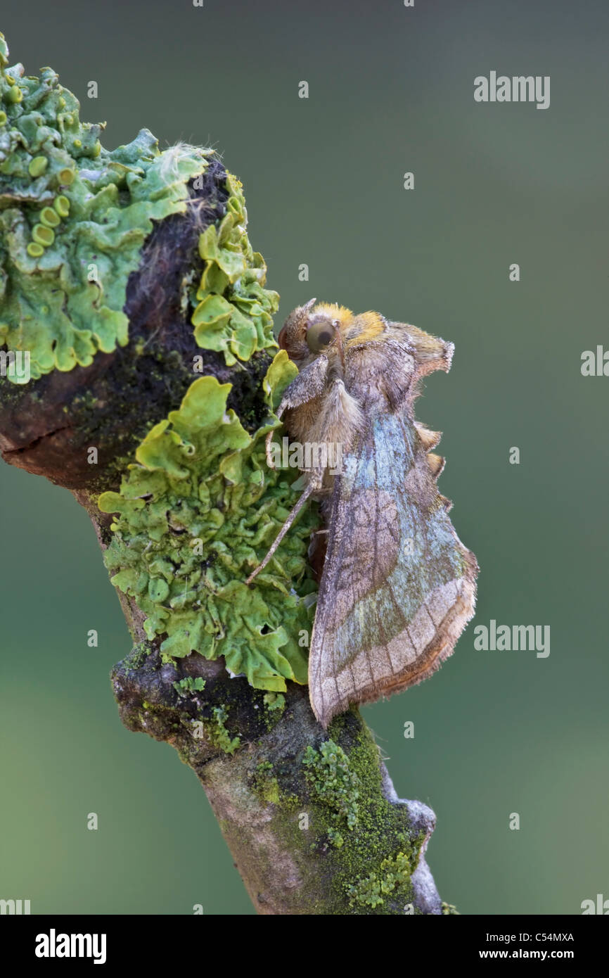 Burnished Brass Moth Stock Photo - Alamy