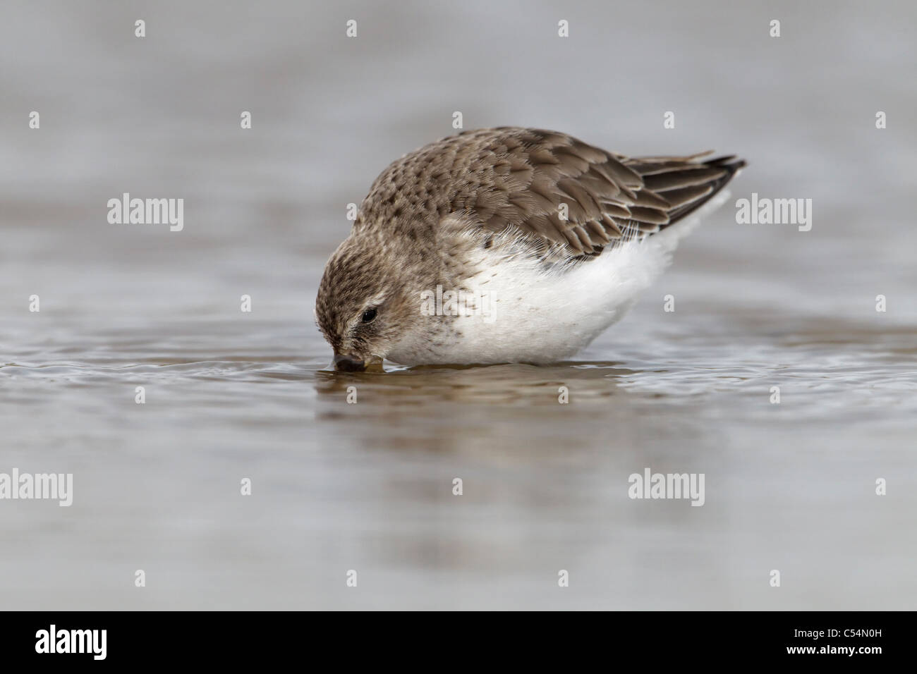 Dunlin feeding hi-res stock photography and images - Alamy