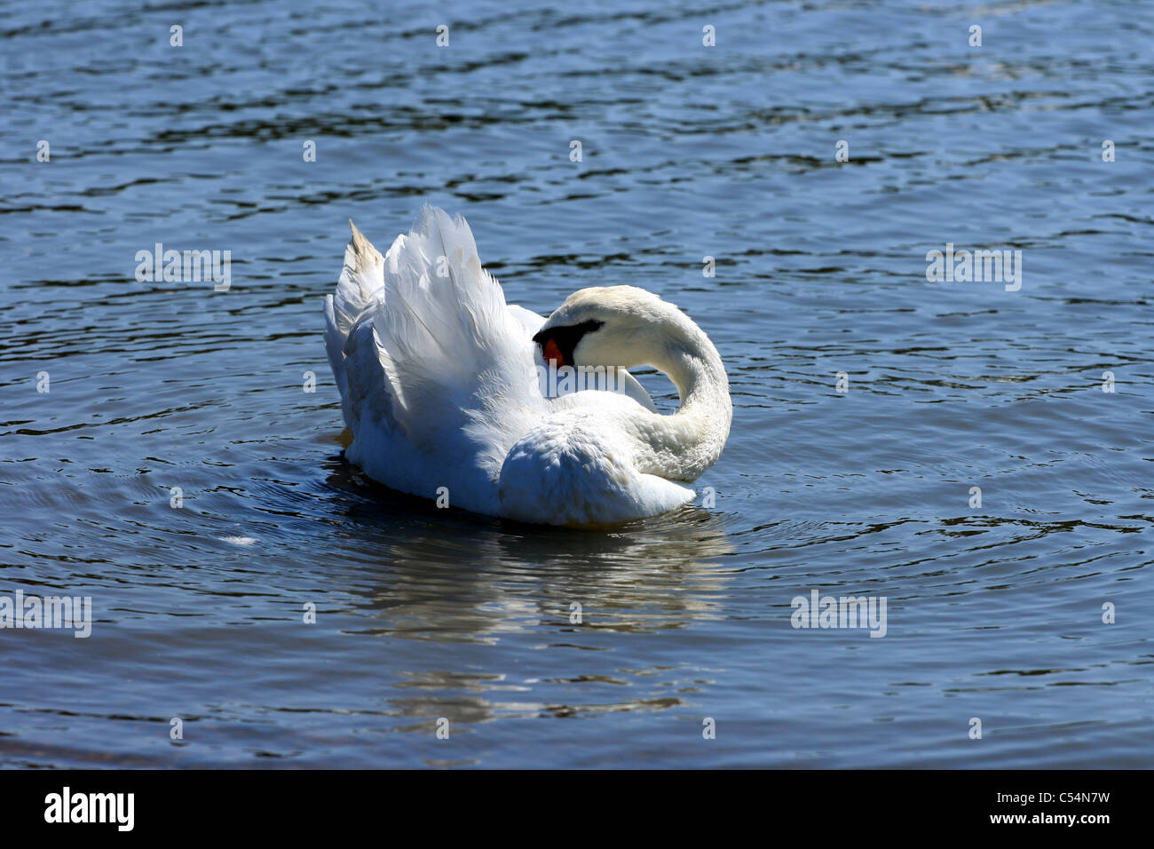 A mute swan preening Stock Photo - Alamy
