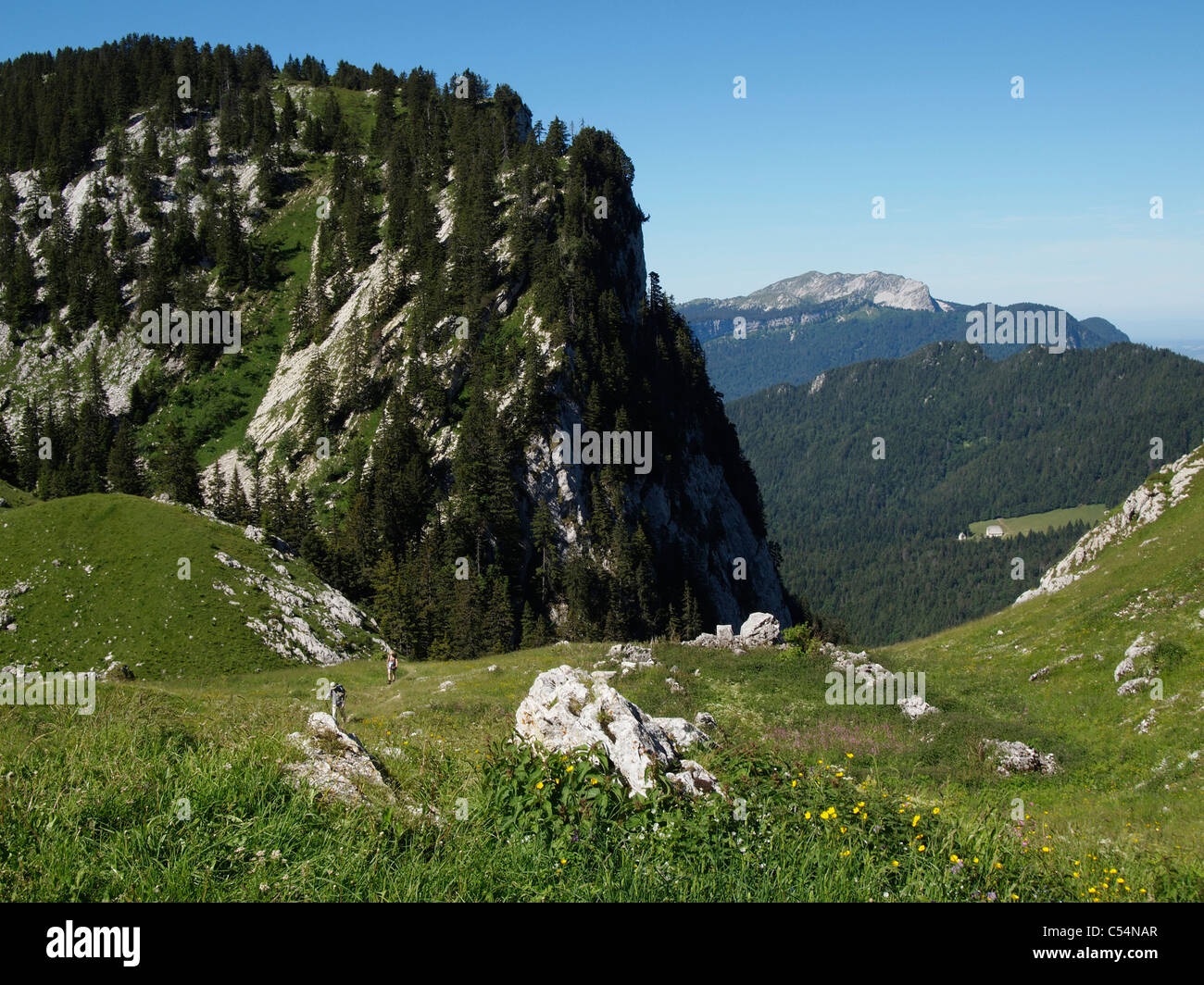 Chartreuse hi-res stock photography and images - Alamy