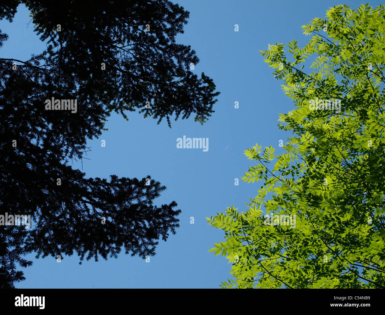 Chartreuse leaves hi-res stock photography and images - Alamy