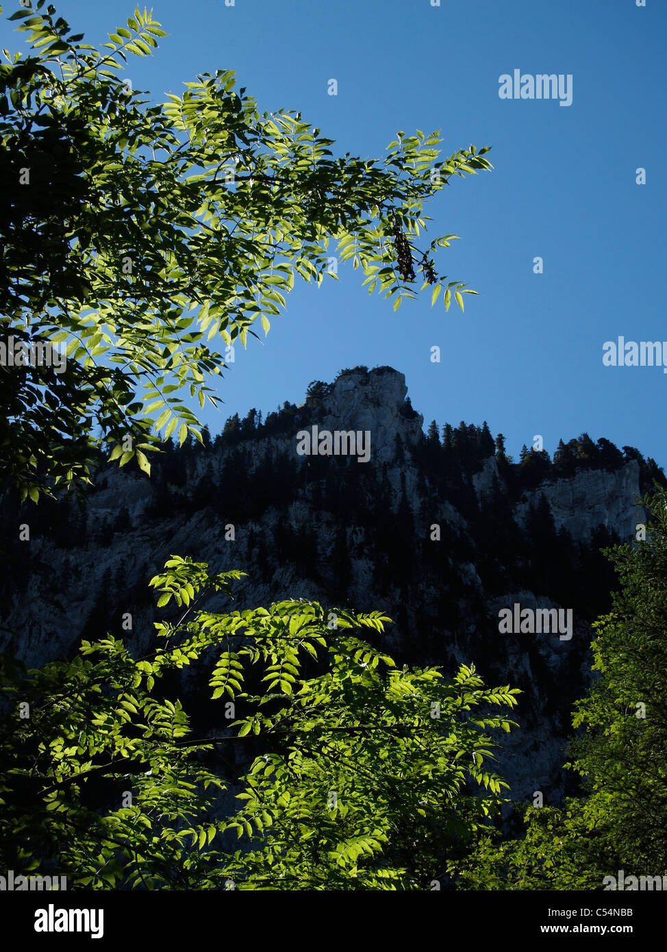 Chartreuse leaves hi-res stock photography and images - Alamy