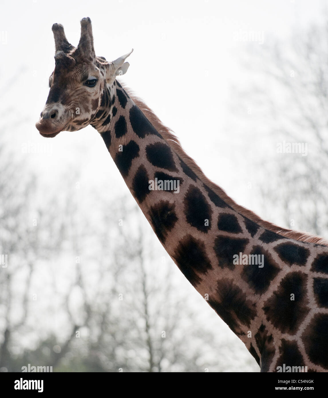 Giraffe stands hi-res stock photography and images - Alamy