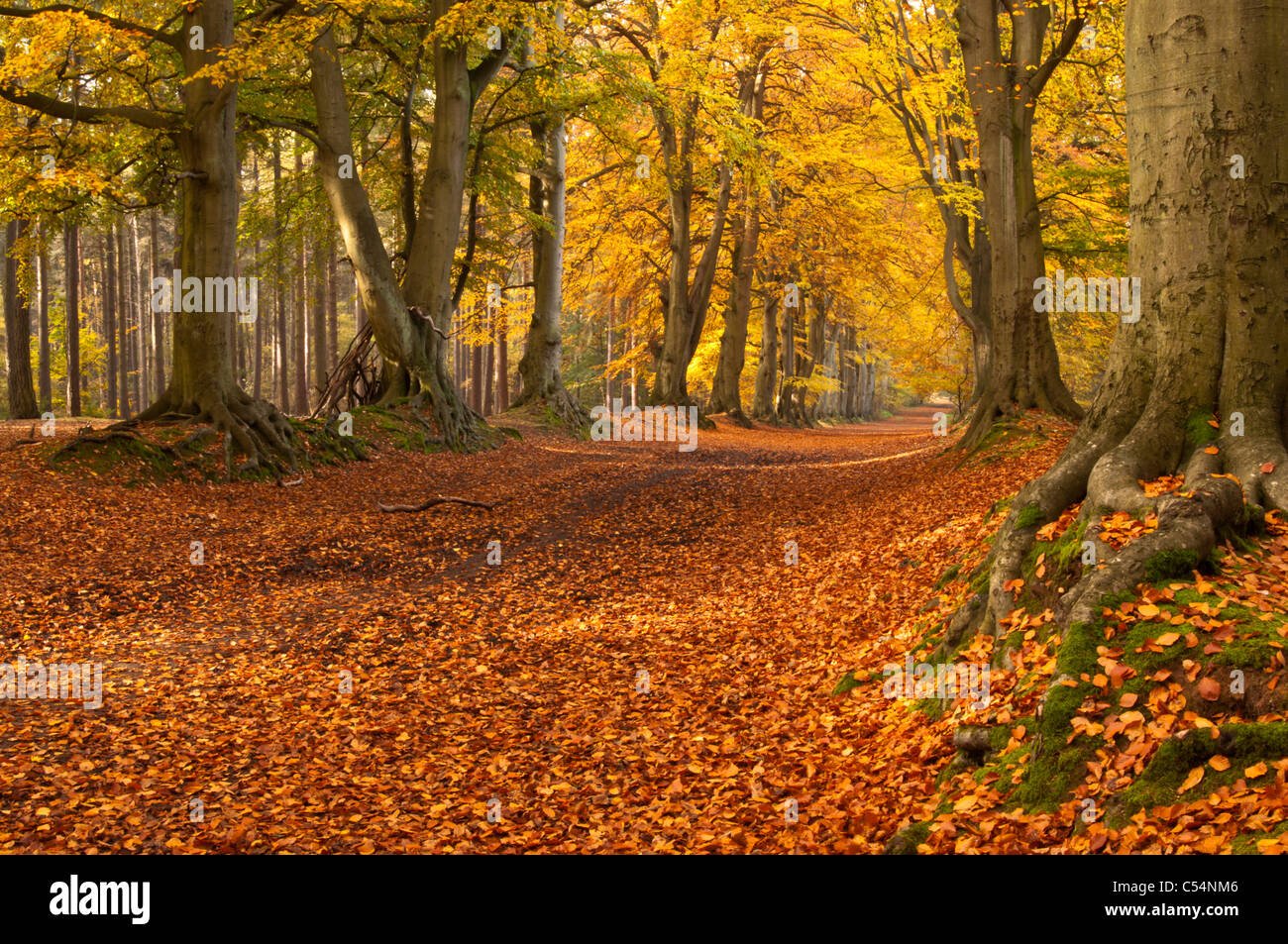 Harlestone northants hi-res stock photography and images - Alamy